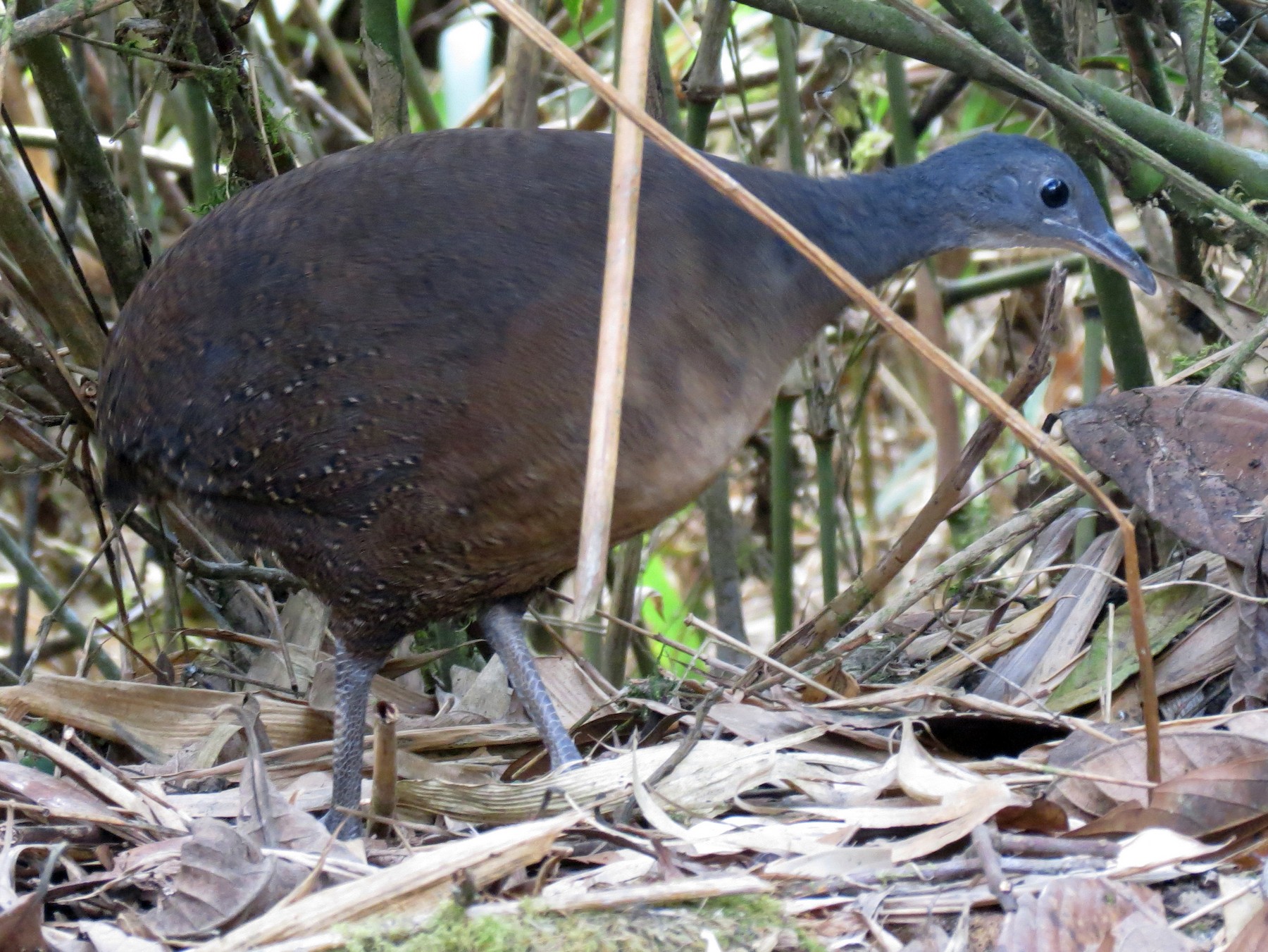 Hooded Tinamou - eBird