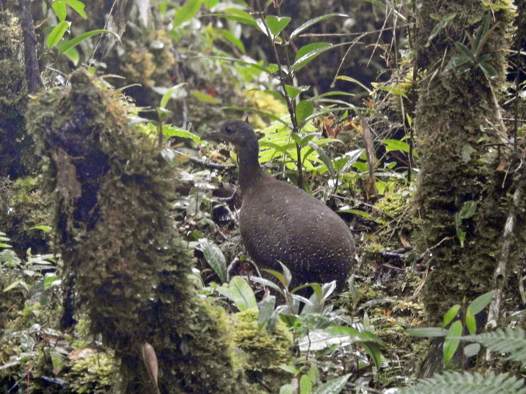 Hooded Tinamou - eBird