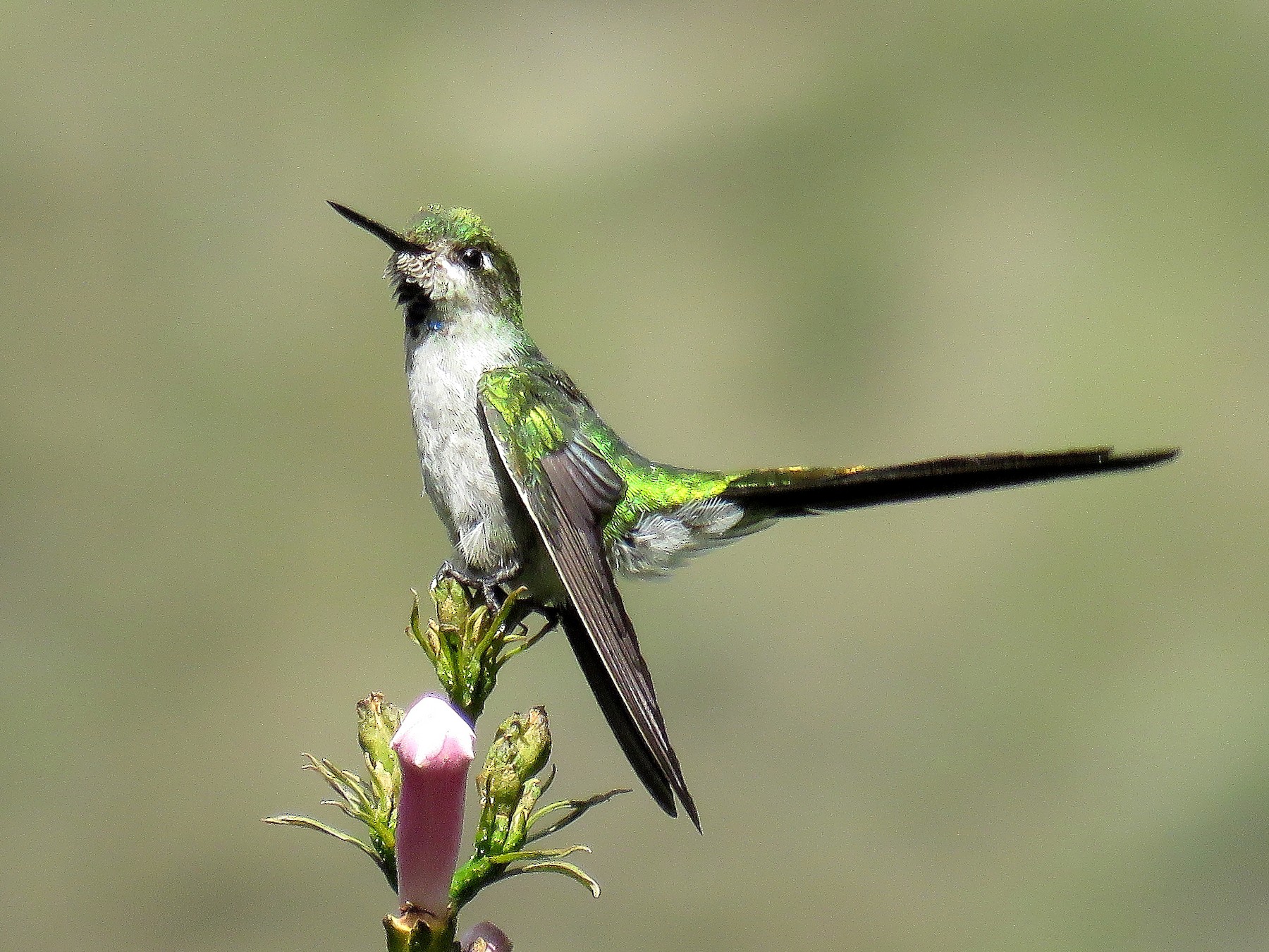 Gray-bellied Comet - eBird