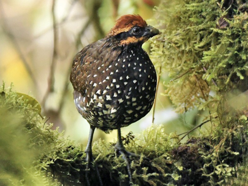 Stripe-faced Wood-Quail - eBird