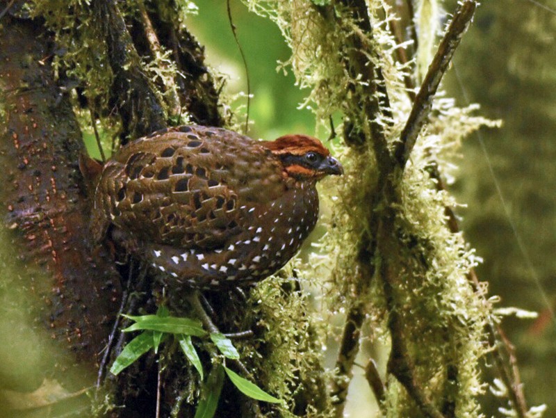 Stripe-faced Wood-Quail - eBird
