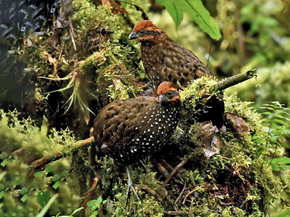 Stripe-faced Wood-Quail - eBird