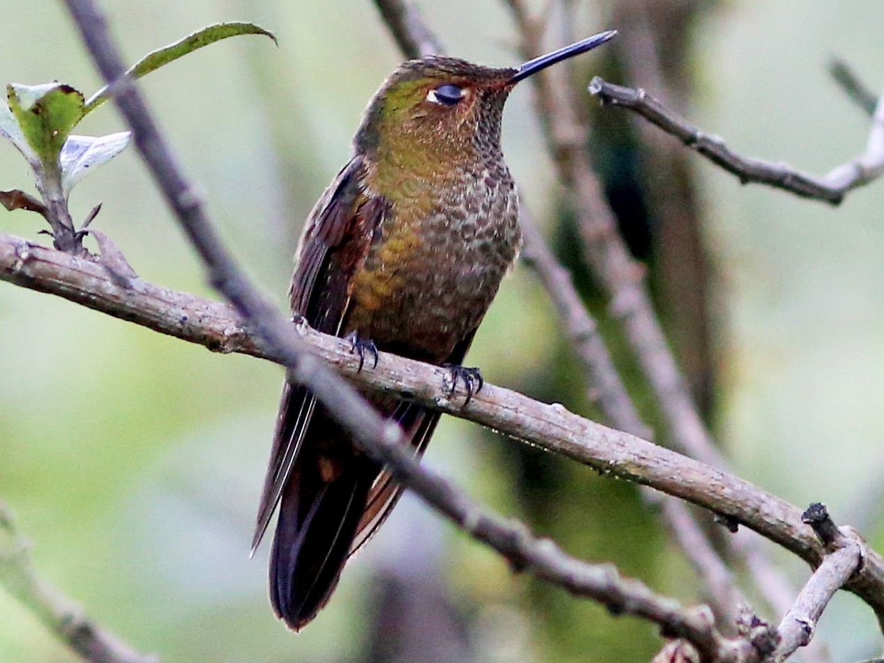 Scaled Metaltail - eBird