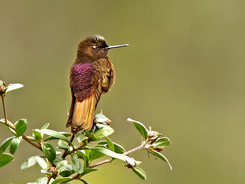 White-tufted Sunbeam - eBird