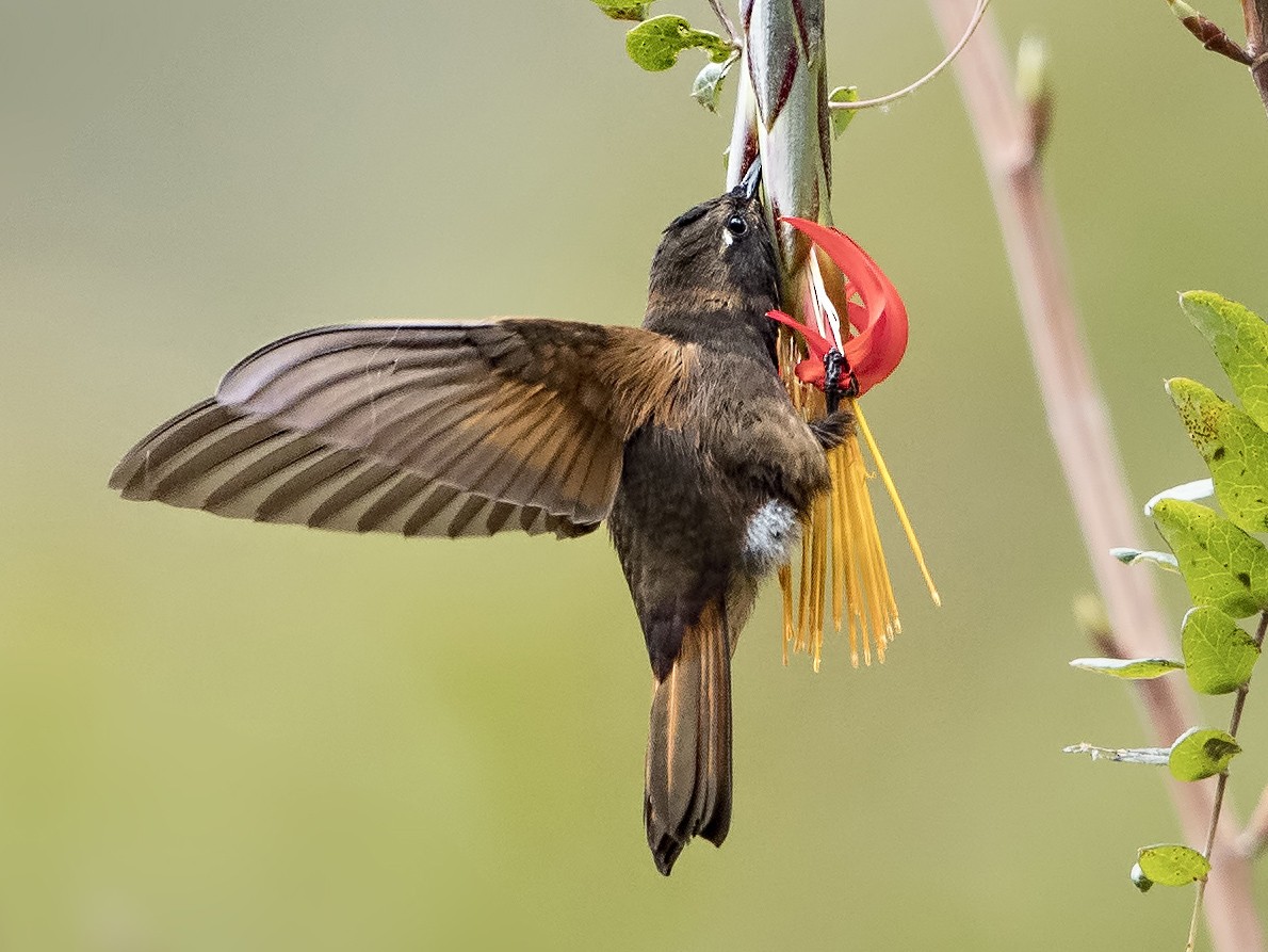 White-tufted Sunbeam - eBird