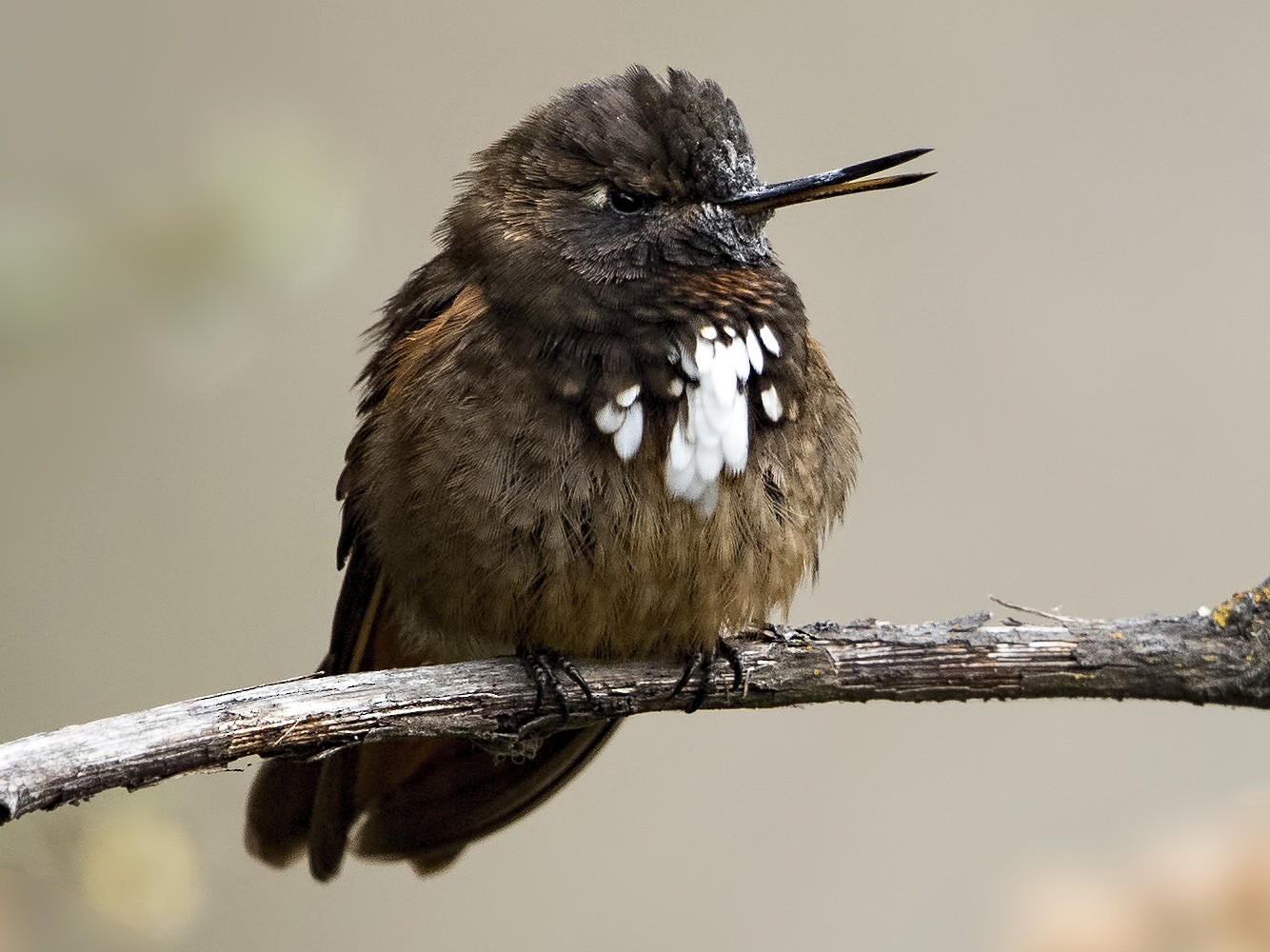 White-tufted Sunbeam - eBird