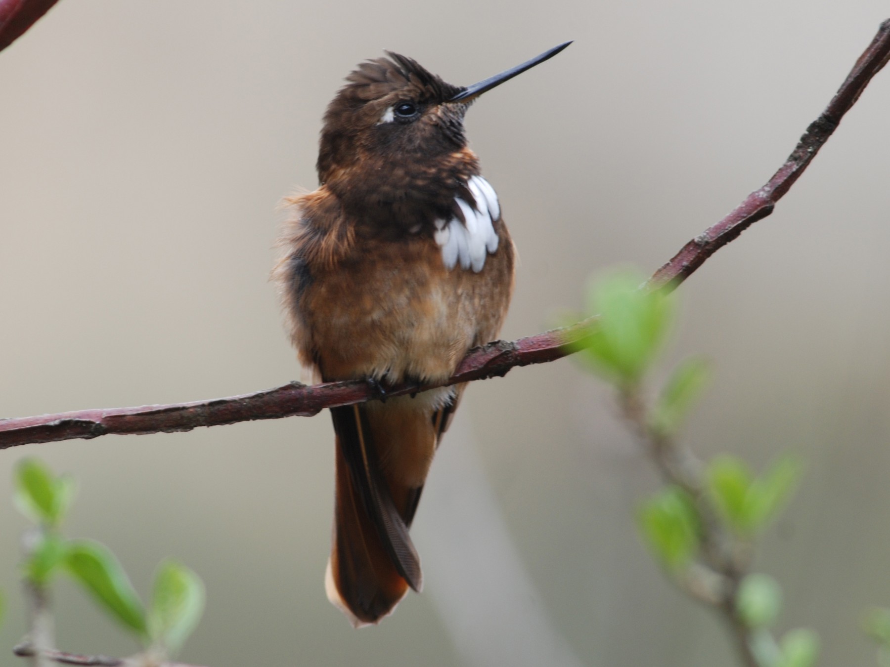White-tufted Sunbeam - eBird