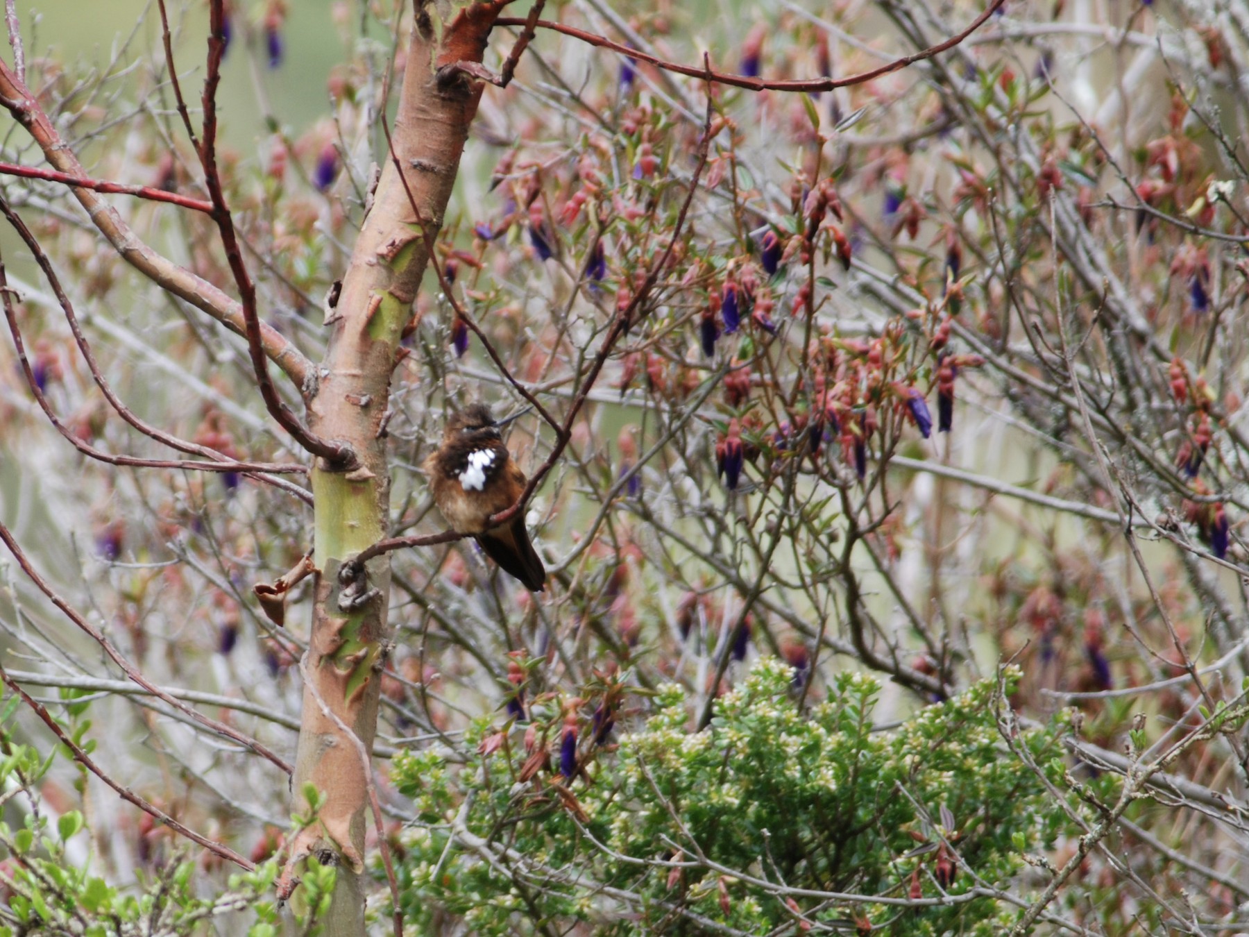 White-tufted Sunbeam - eBird