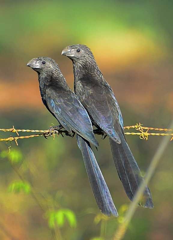 eBird Checklist - 29 Jan 2020 - Ensenada Lodge - 74 species