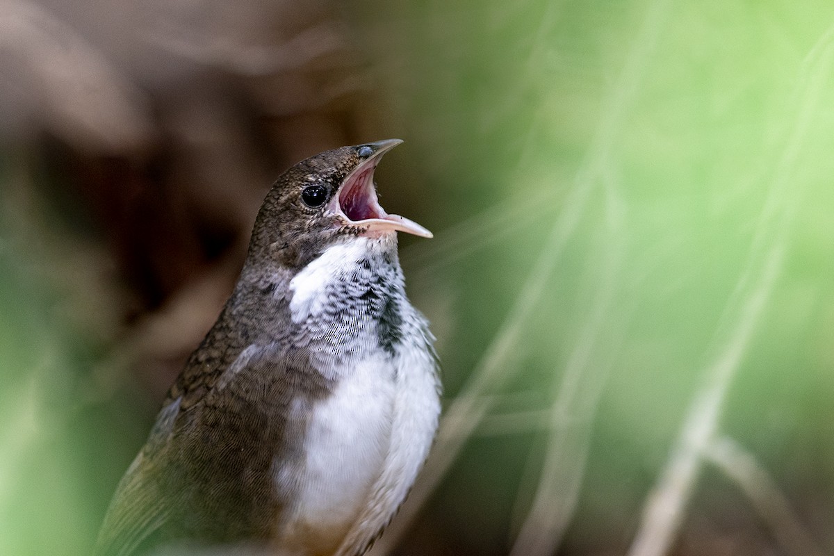 ML210687681 Noisy Scrub-bird Macaulay Library