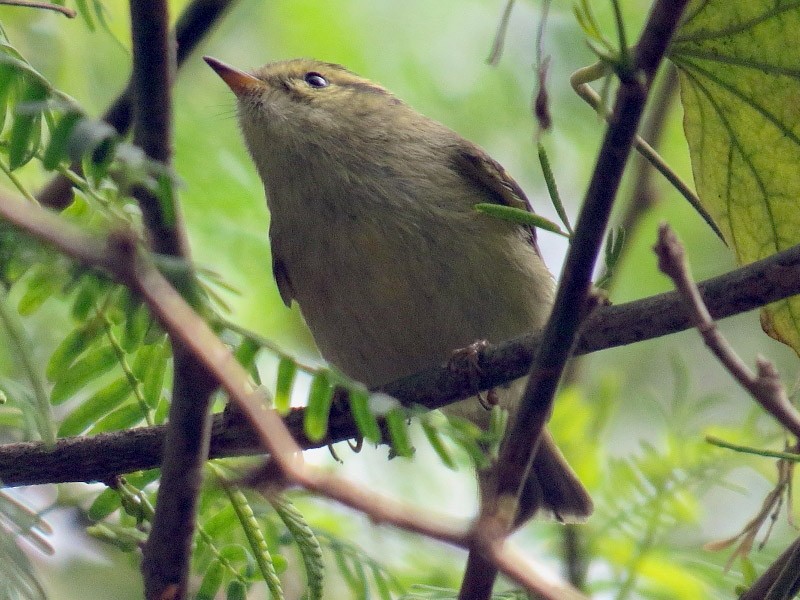 Lemon-rumped Warbler - eBird