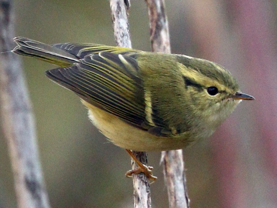 Lemon-rumped Warbler - eBird