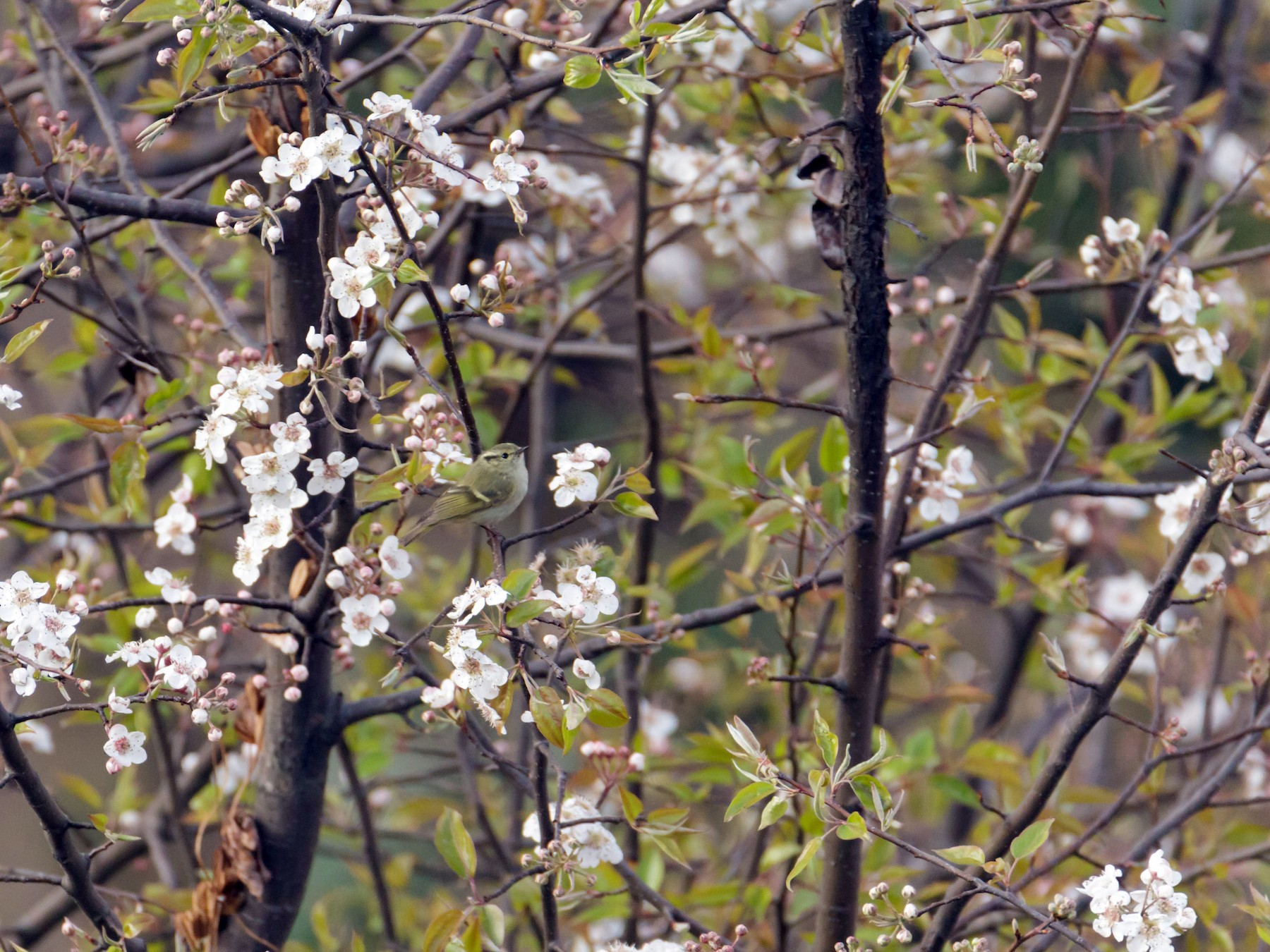 Lemon-rumped Warbler - eBird