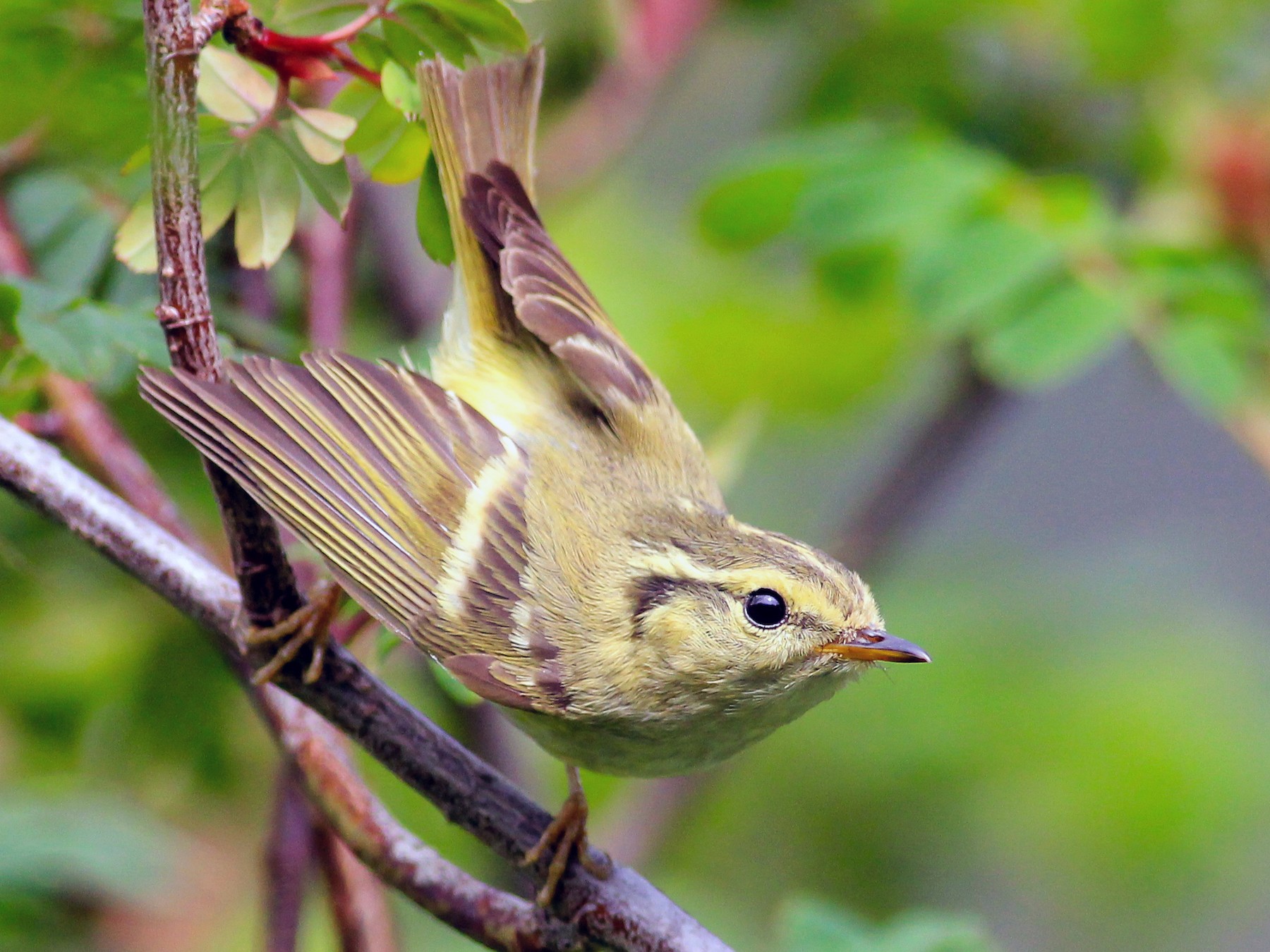 Lemon-rumped Warbler - eBird