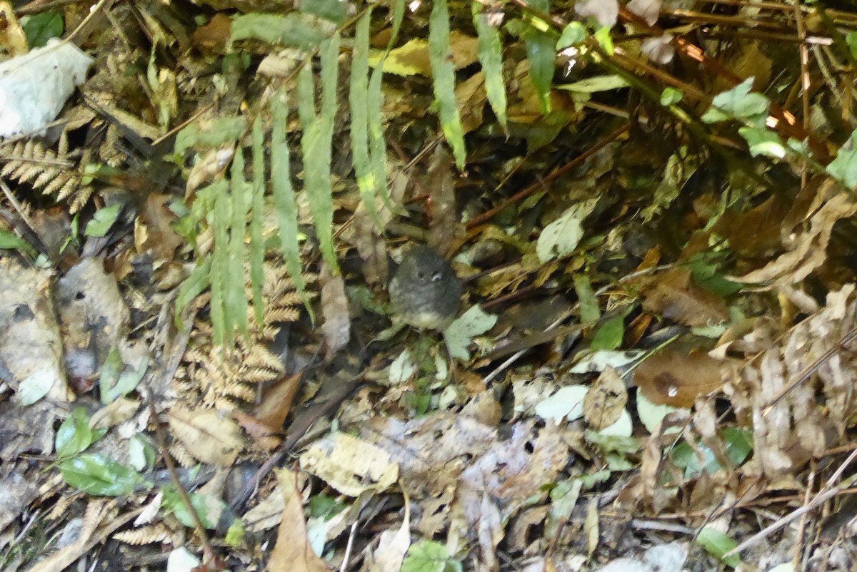 Mass Audubon eBird Checklist - 8 Apr 2016 - Tongariro NP--Lake ...