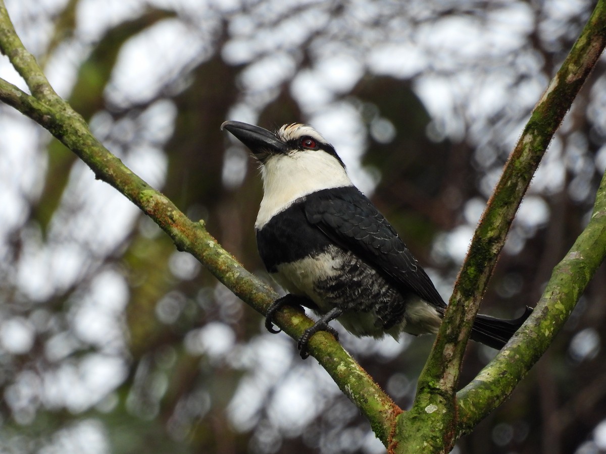 eBird Peru Checklist - 1 Feb 2020 - Carretera Bajo Mashoca - Tununga ...