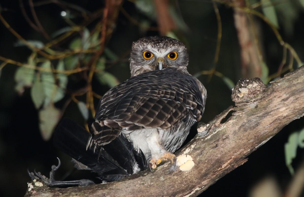 eBird Checklist - 21 Feb 2020 - Birdwood Gully (Springwood) - 1 species
