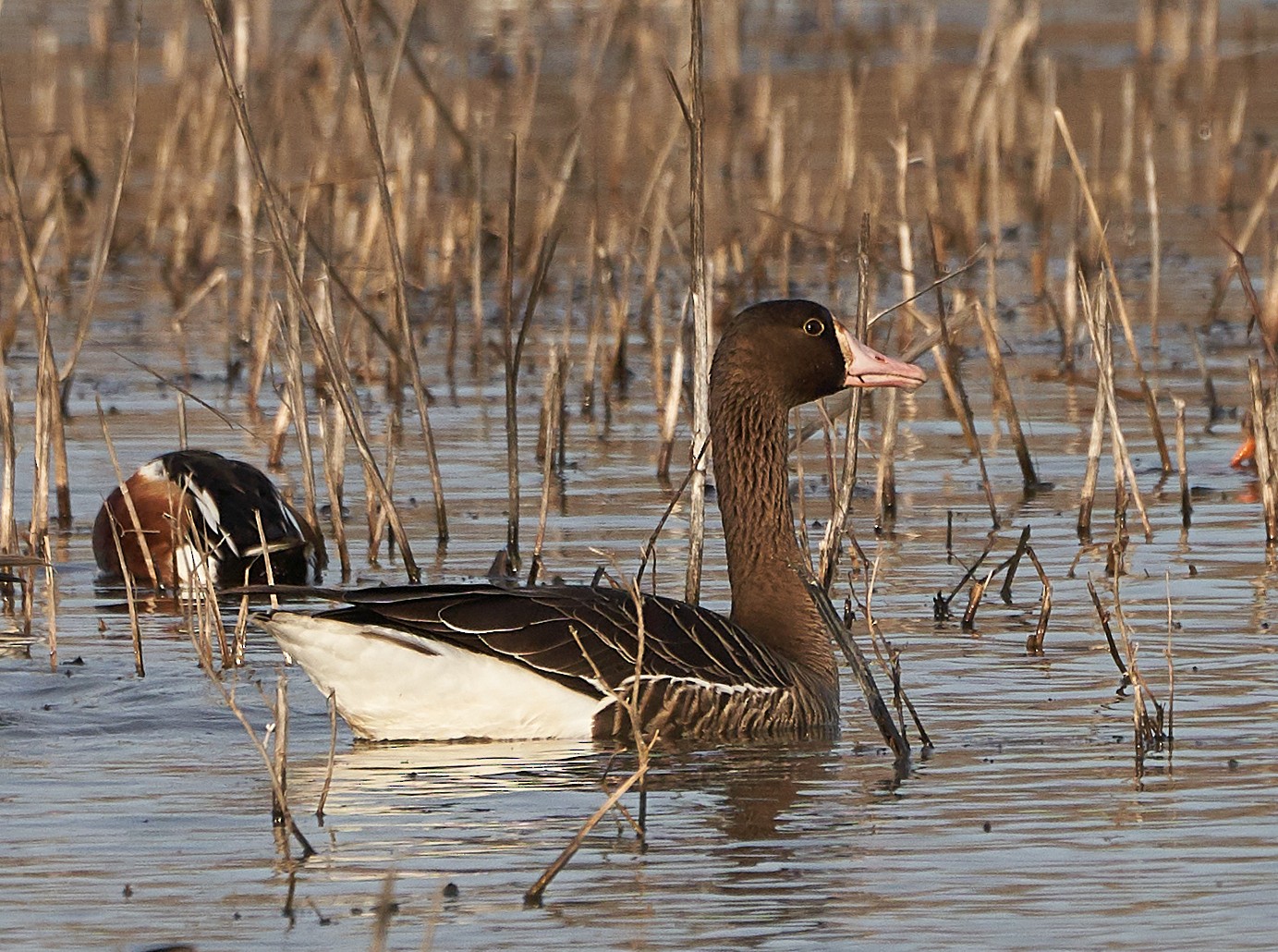 Greater White-fronted Goose (Tule) - eBird