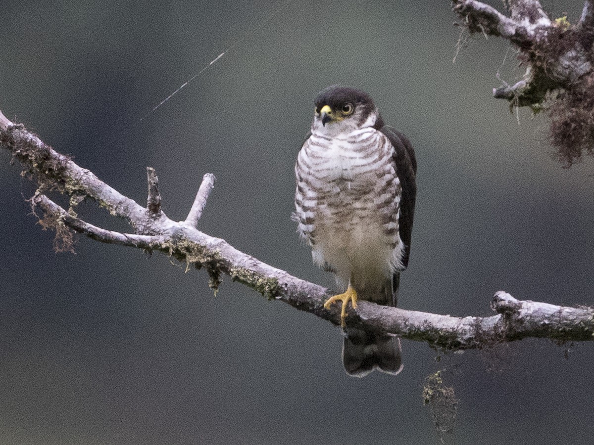 Semicollared Hawk - Microspizias collaris - Birds of the World