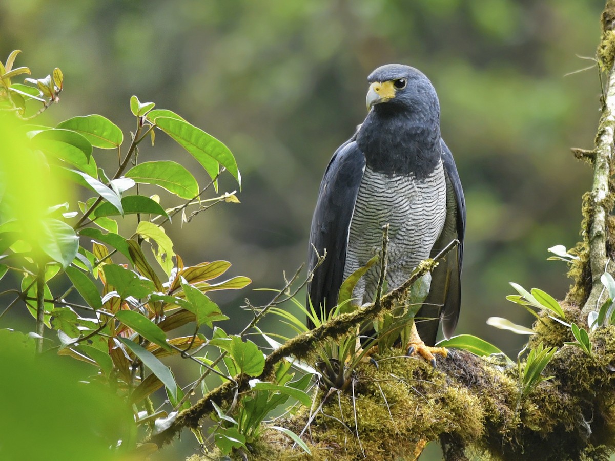 Barred Hawk - Morphnarchus princeps - Birds of the World
