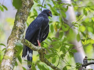 Crane Hawk - Geranospiza caerulescens - Birds of the World