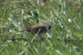 eBird Checklist - 22 Feb 2020 - Lucerne paddock opposite 570 Bureen Rd ...