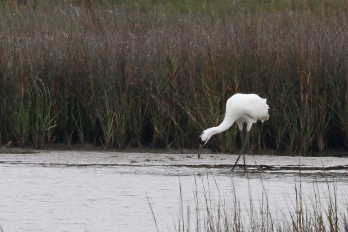 eBird Checklist - 4 Feb 2020 - Aransas National Wildlife Refuge ...