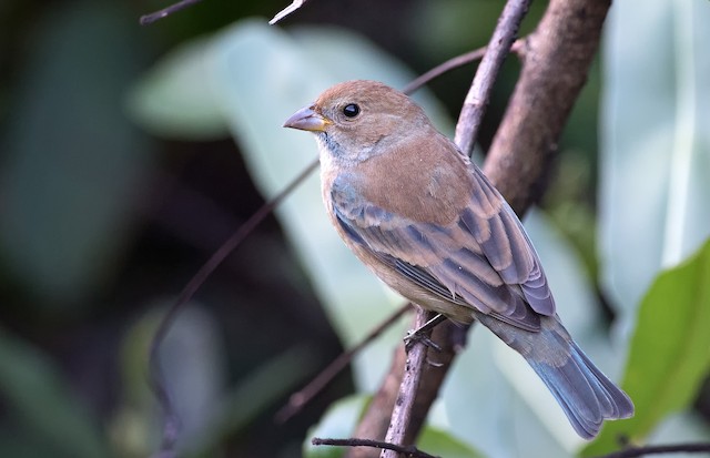 Juvenile Indigo Bunting Pictures