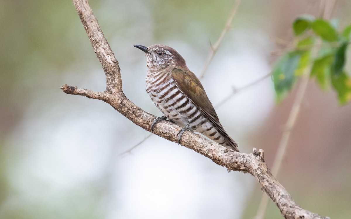 Shining Bronze-Cuckoo - Chrysococcyx lucidus - Media Search - Macaulay ...