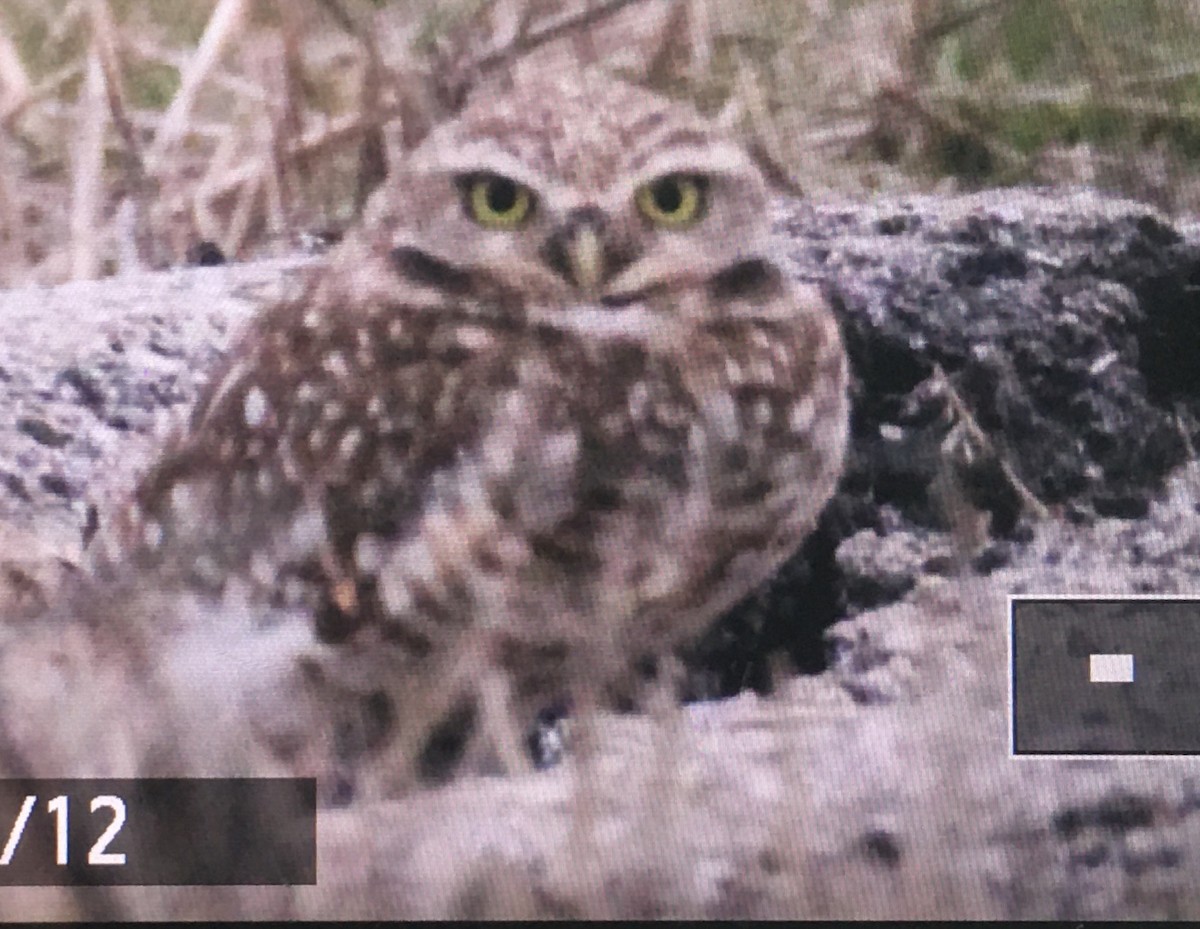 eBird Checklist - 23 Feb 2020 - stakeout Burrowing Owl, Allensville (2020) (restricted access ...
