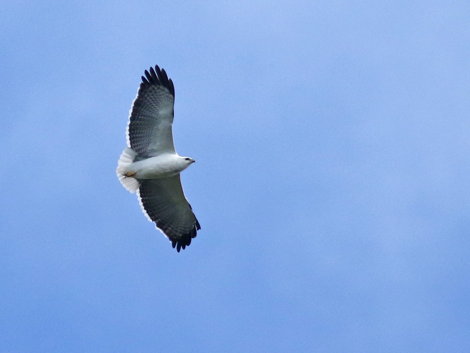 Mantled Hawk - eBird