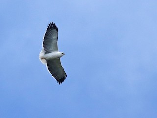 Mantled Hawk - eBird