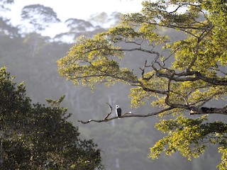 Mantled Hawk - eBird