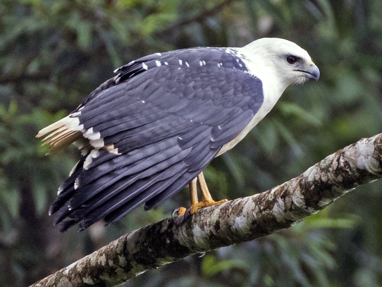 Mantled Hawk - eBird
