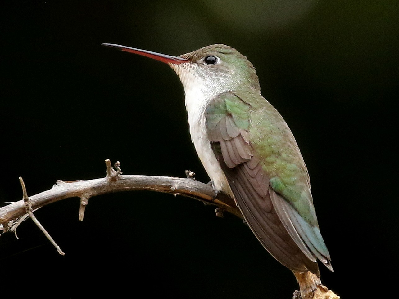 Beautiful White Hummingbirds