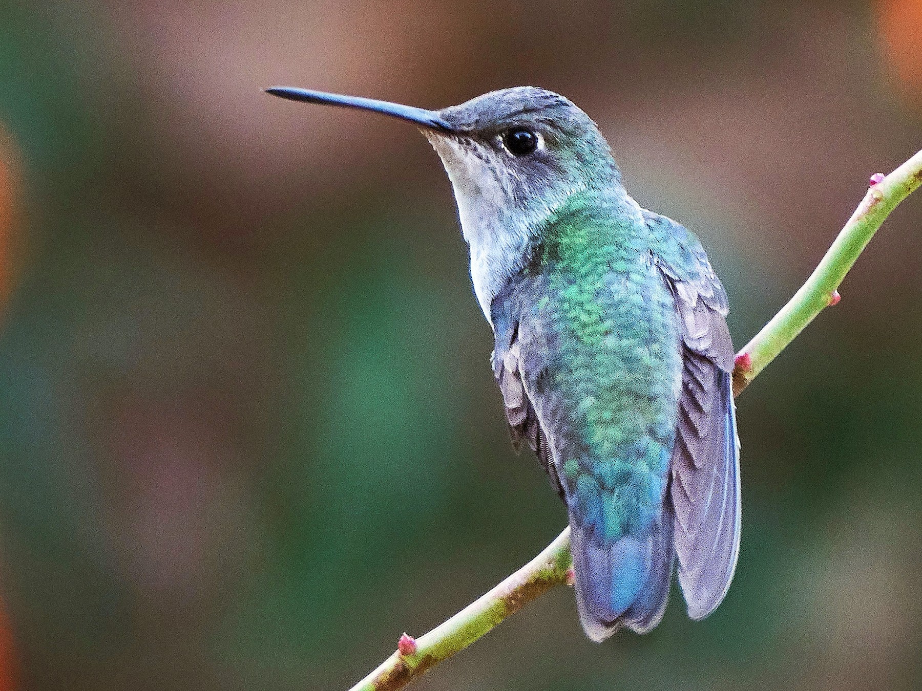 White-bellied Hummingbird - eBird