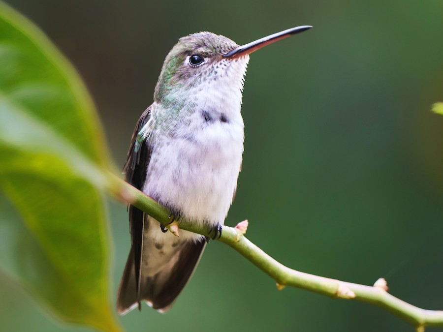 White-bellied Hummingbird - eBird