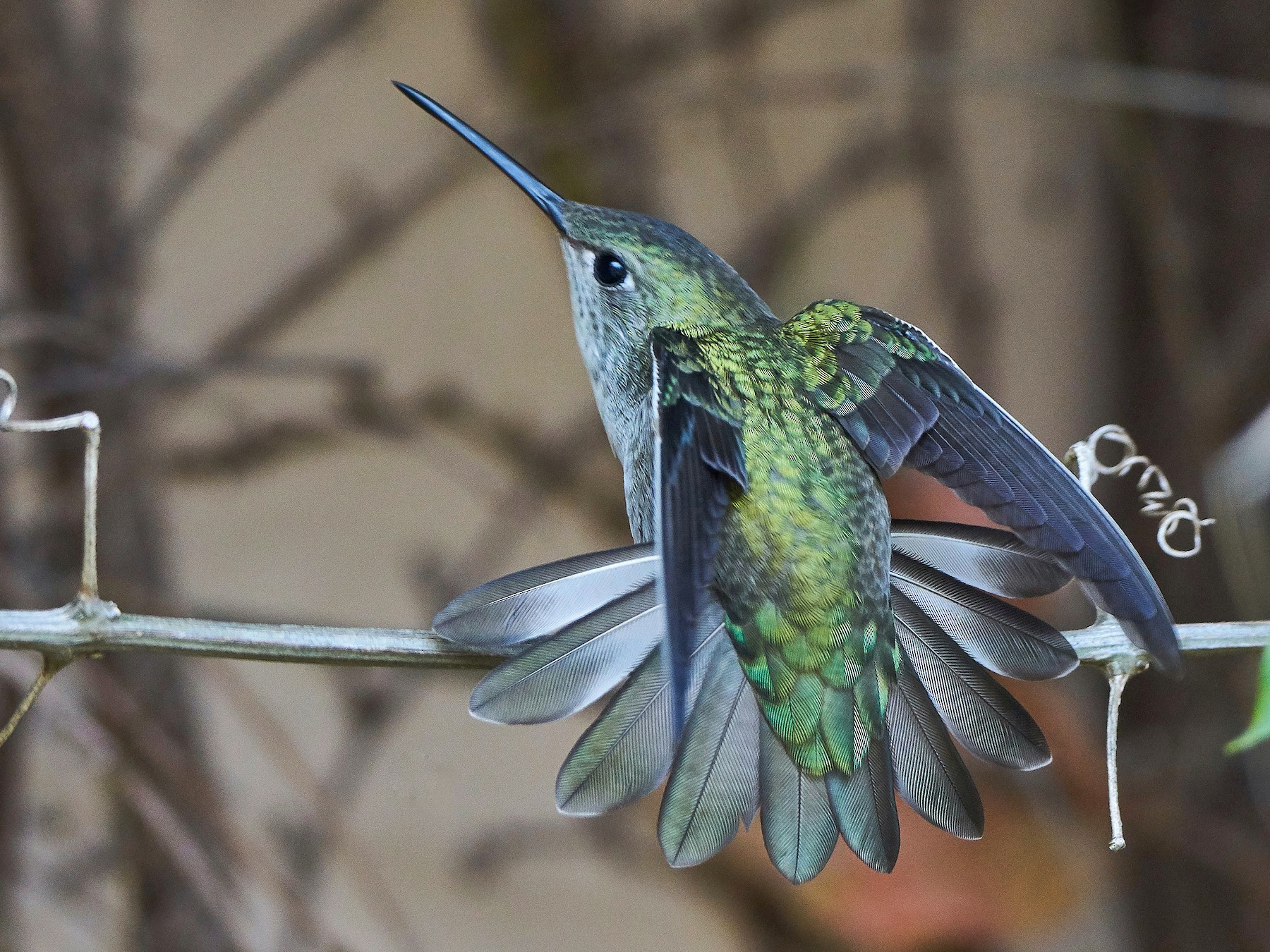 White-bellied Hummingbird - eBird