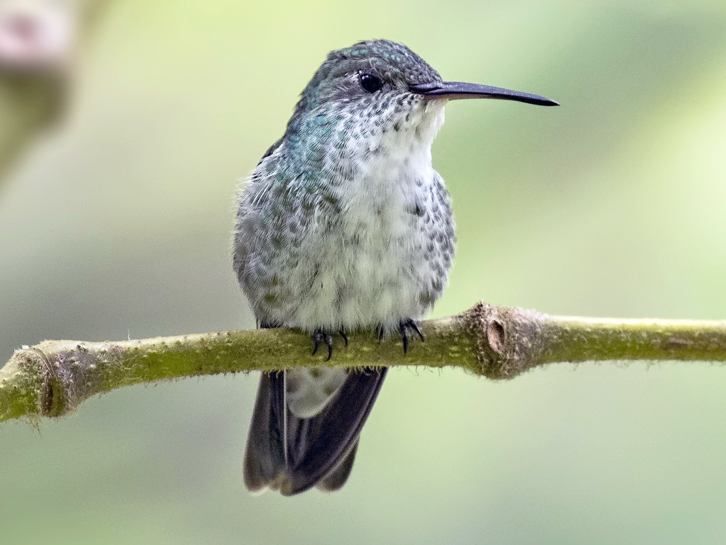 Green-and-white Hummingbird - eBird