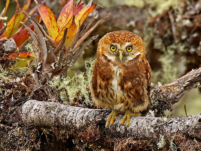 Yungas Pygmy-Owl - eBird