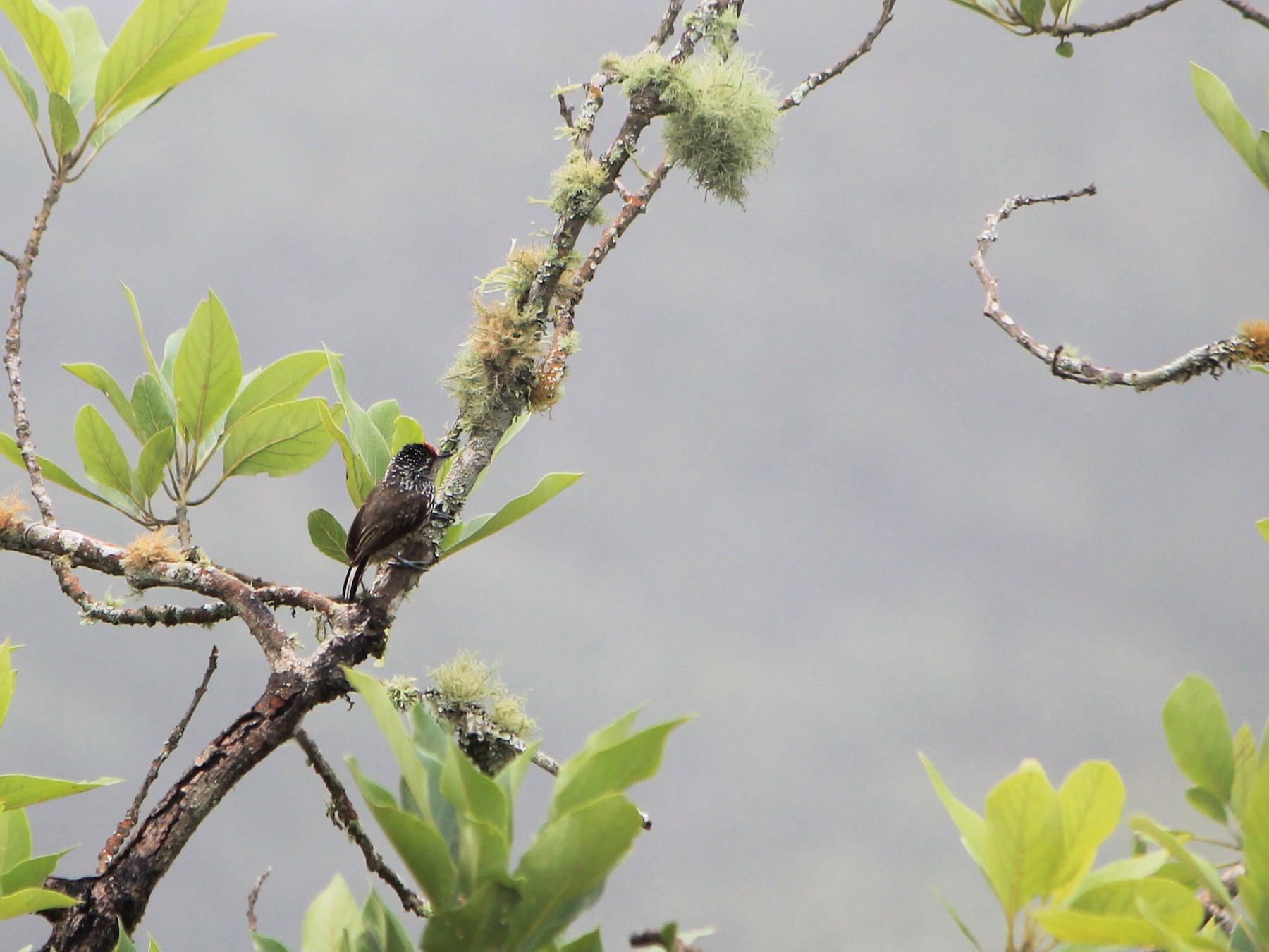 Ocellated Piculet - eBird