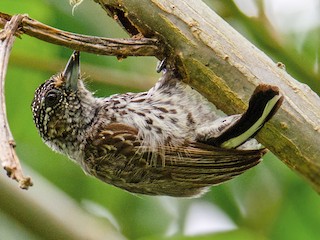 Ocellated Piculet - eBird