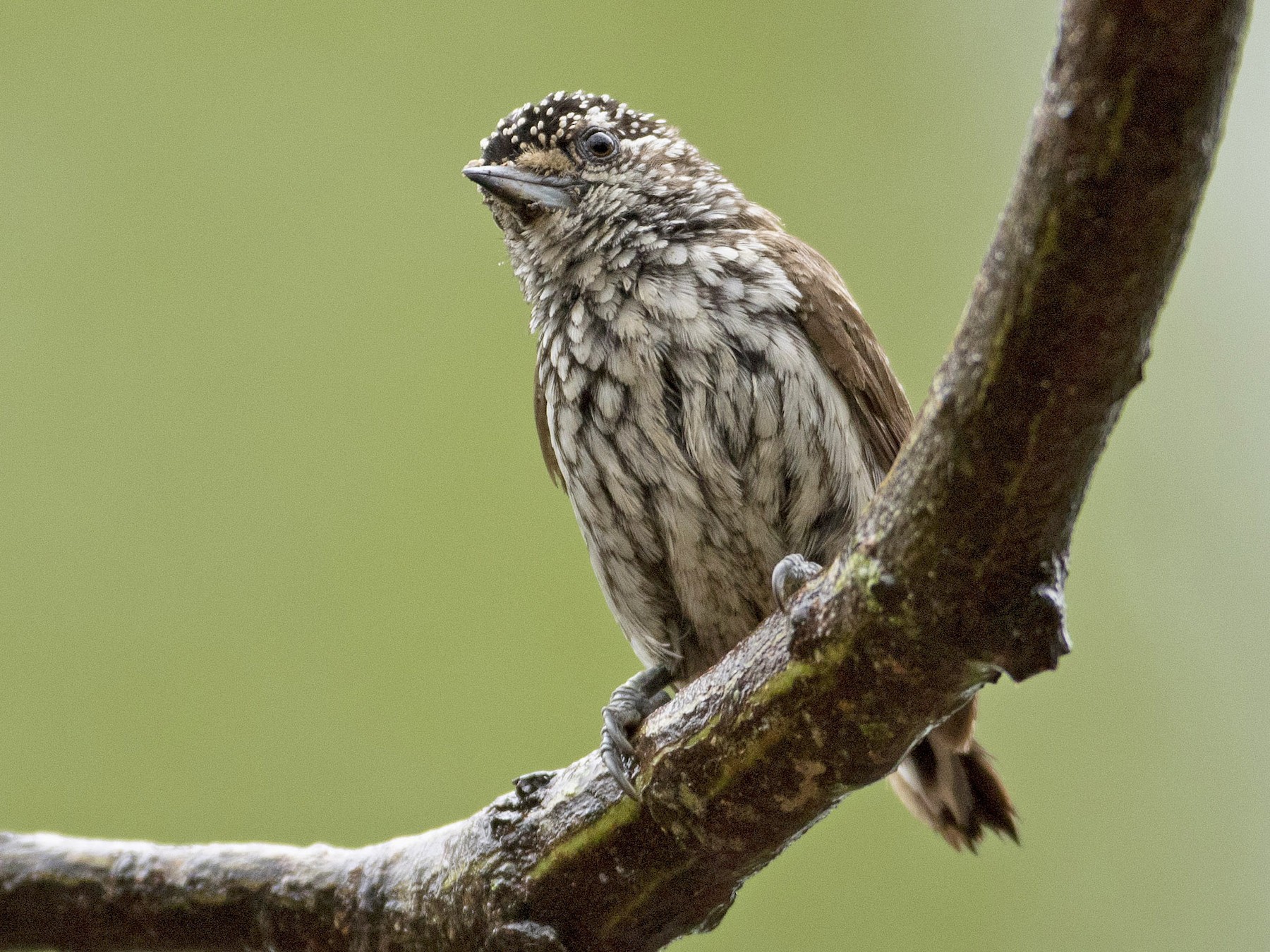 Ocellated Piculet - eBird