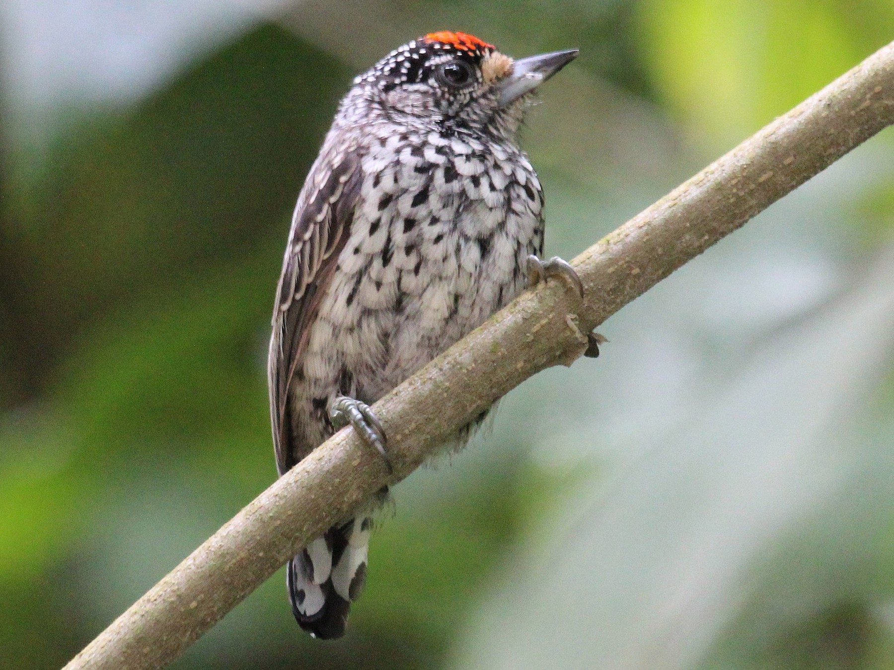 Ocellated Piculet - eBird