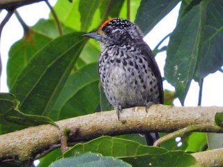 Ocellated Piculet - eBird