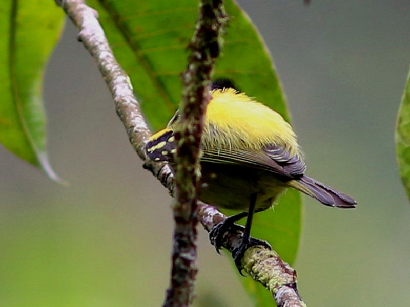 Yellow-rumped Antwren - eBird