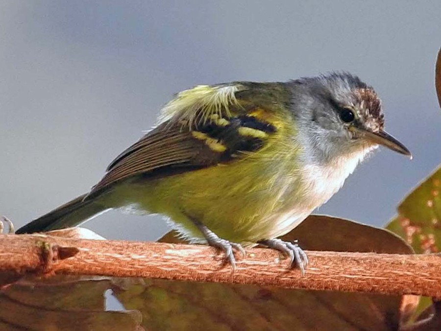 Yellow-rumped Antwren - eBird