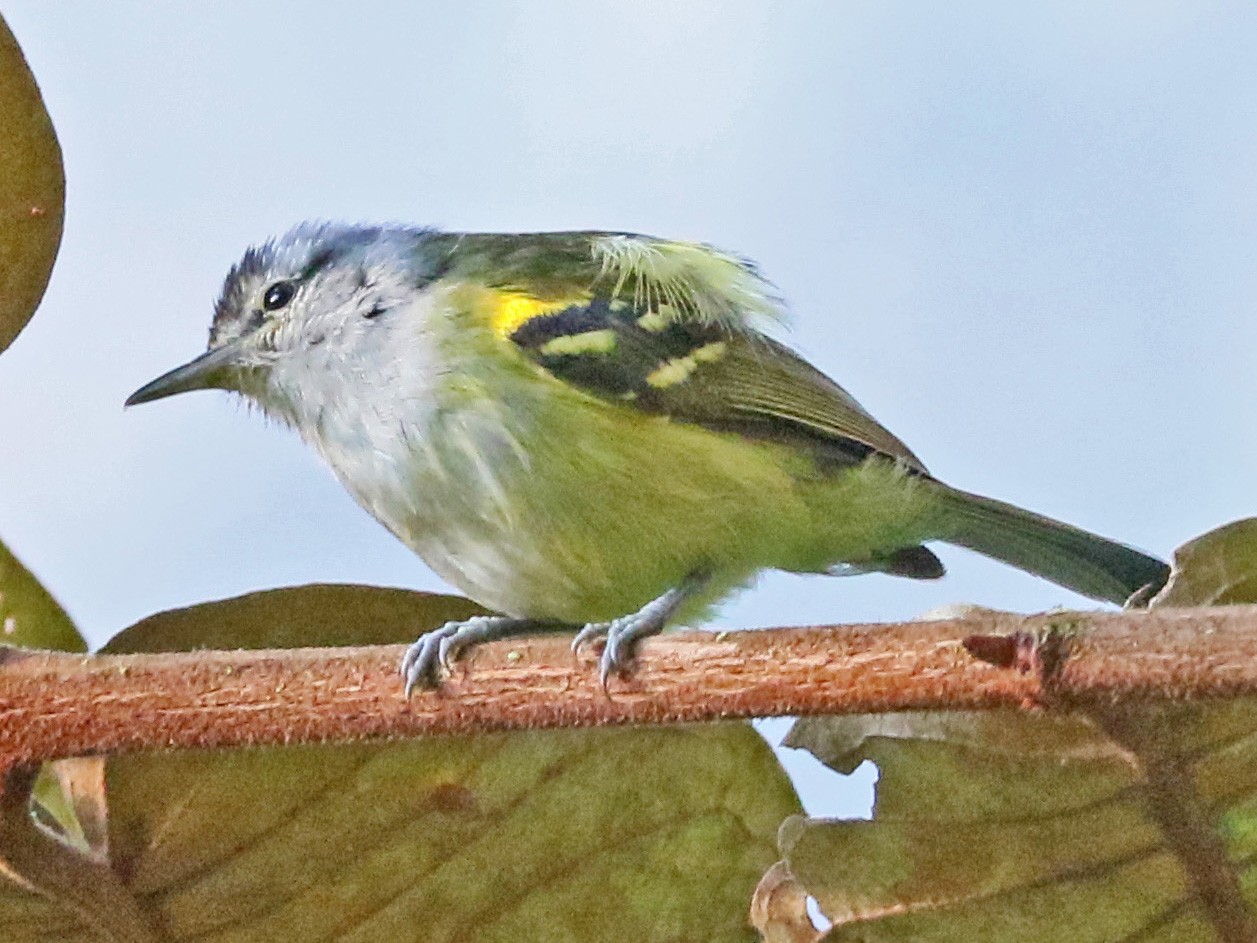 Yellow-rumped Antwren - eBird