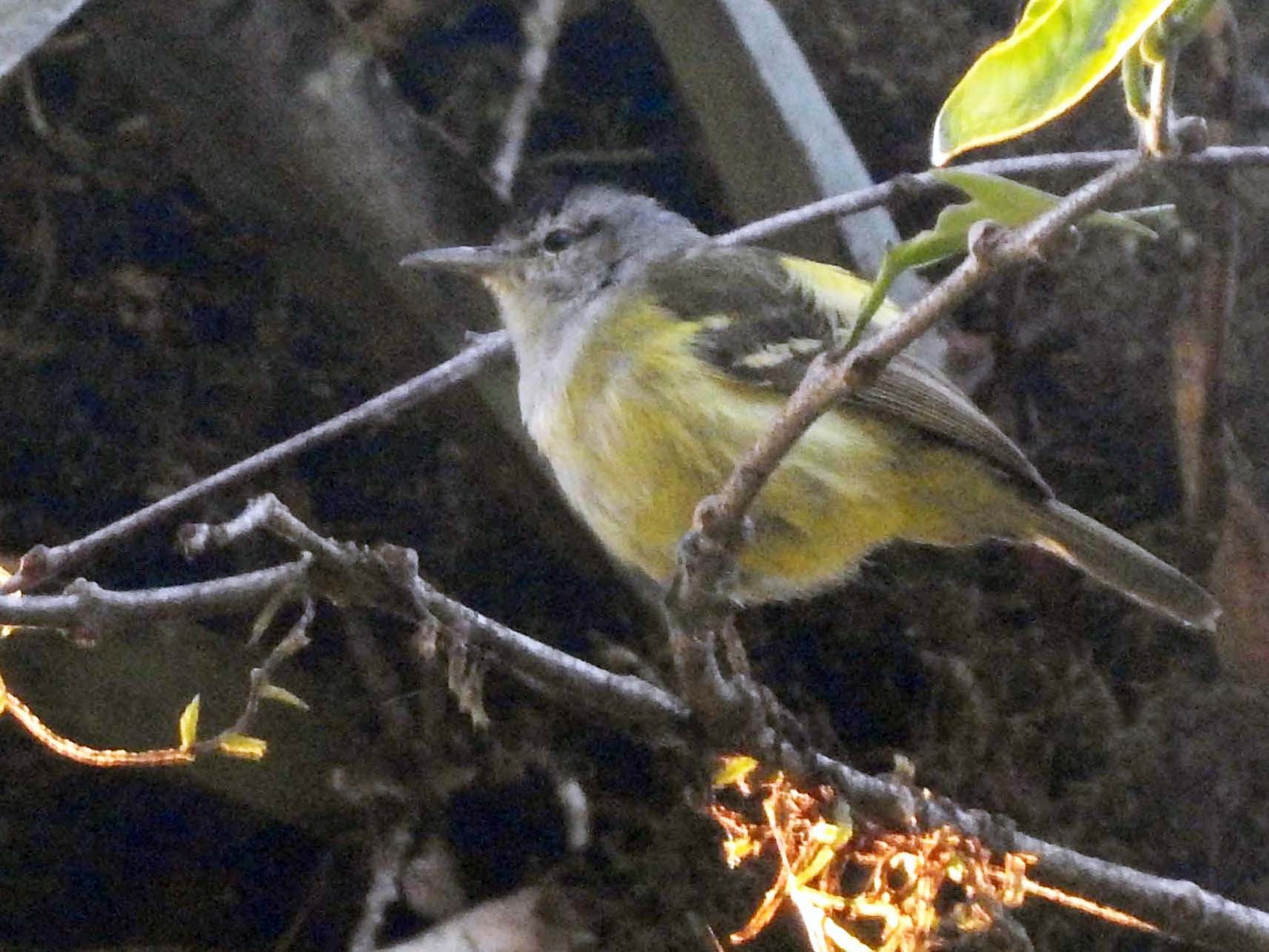 Yellow-rumped Antwren - eBird