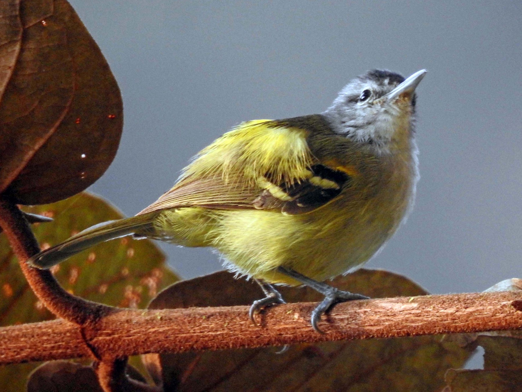 Yellow-rumped Antwren - eBird